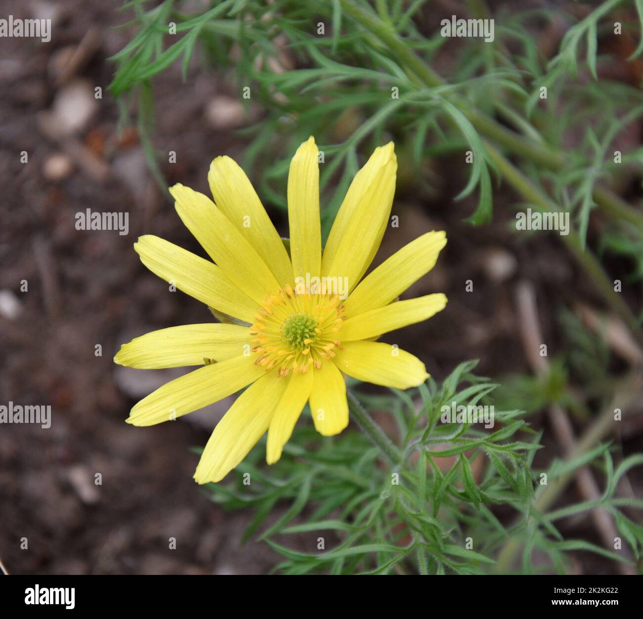 Adonis flower hi-res stock photography and images - Alamy