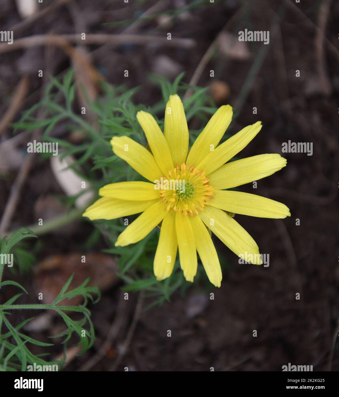 The Adonis spring flower or Goritsvet (Lat. Adonis vernalis) yellow ...