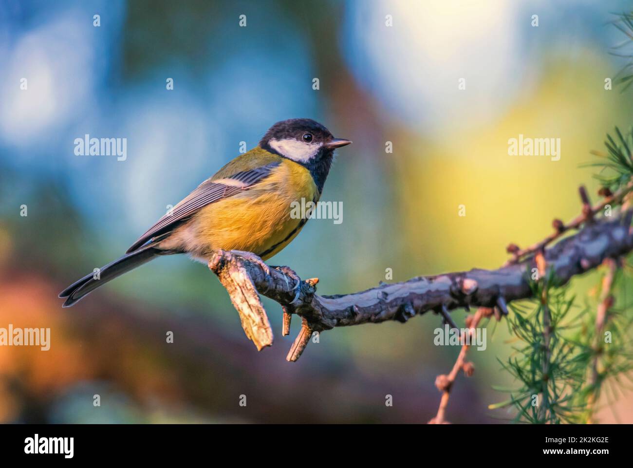 Great tit, parus major, bird standing on a branch Stock Photo - Alamy