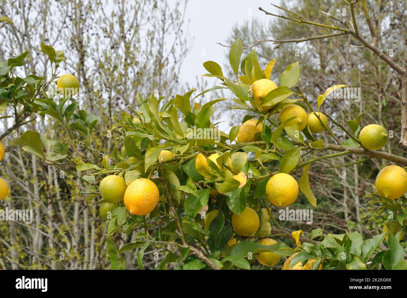 Limonero hi-res stock photography and images - Alamy