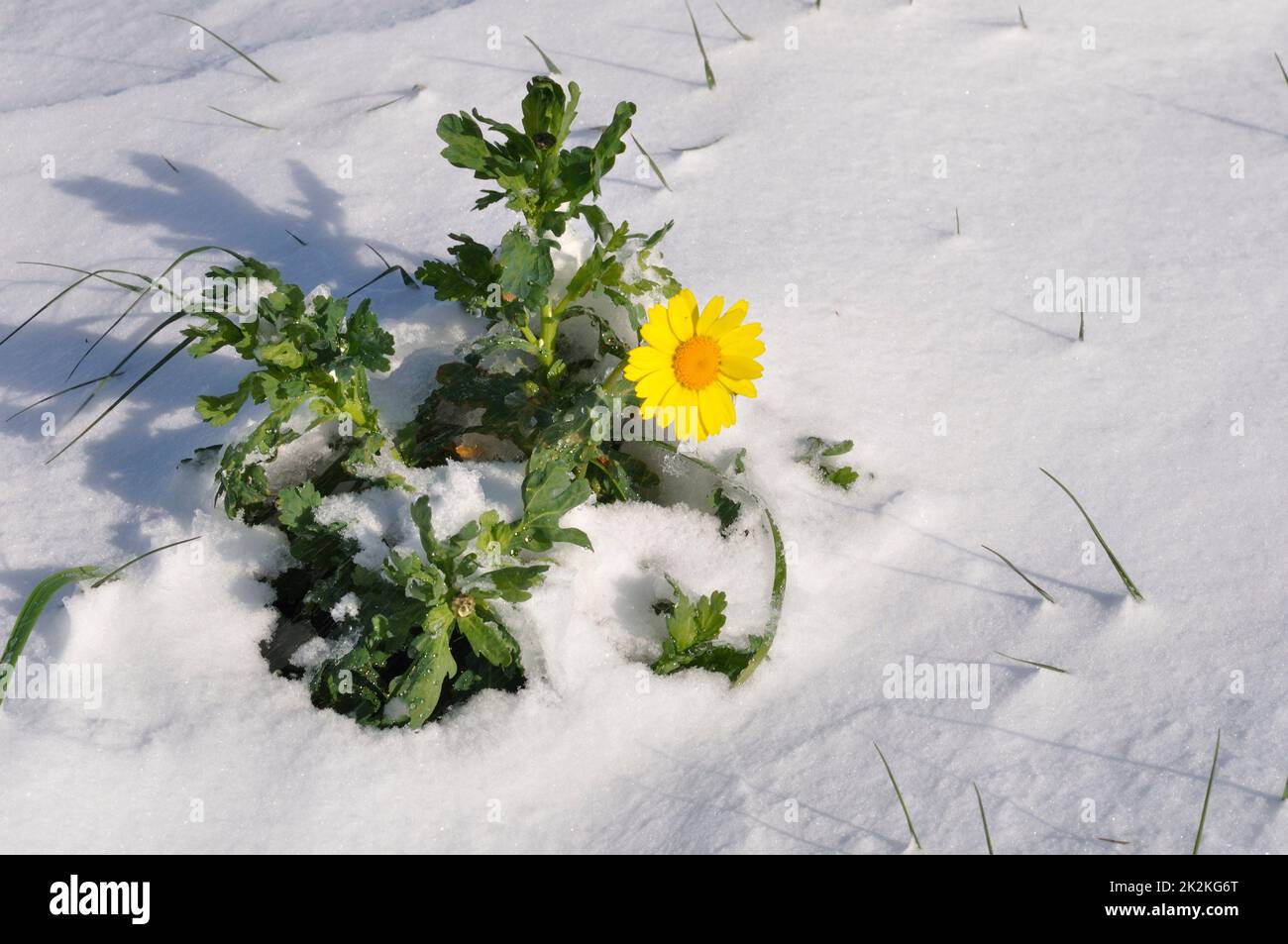 golden daisy under the snow in Brittany wheat chrysanthemum under the ...