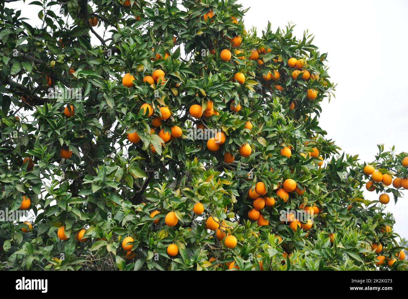 Orange tree near the Douro in Portugal Stock Photo - Alamy