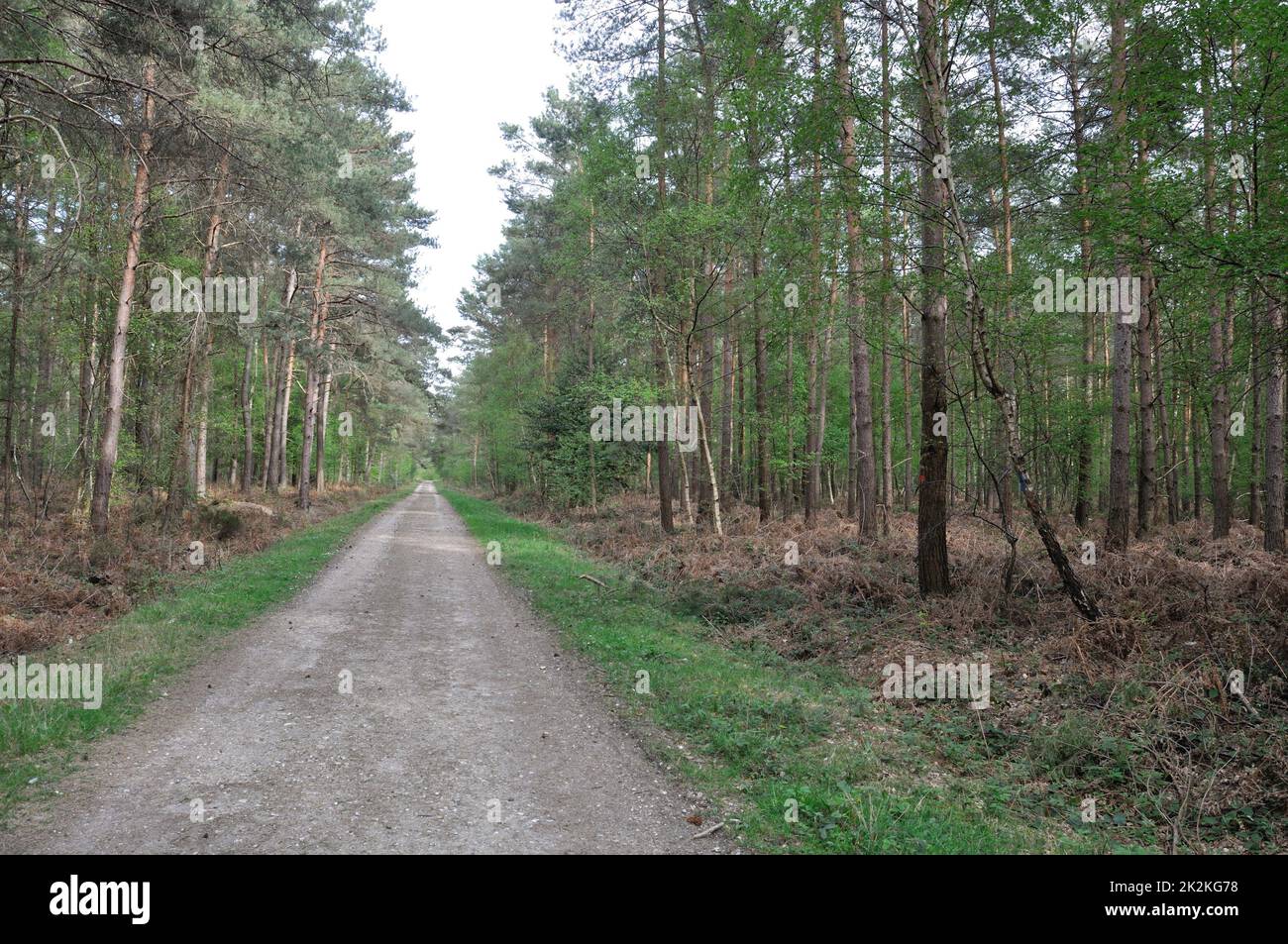 Road on the Communal forest of Saint-Pierre-Les-Elbeuf Stock Photo - Alamy