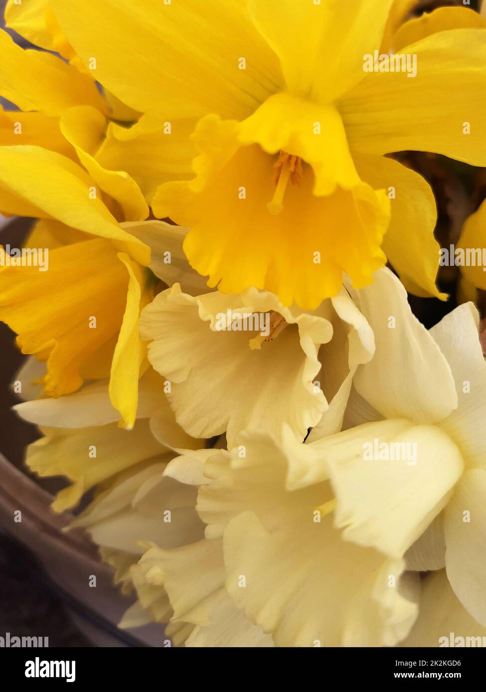 Daffodil picture hi-res stock photography and images - Alamy