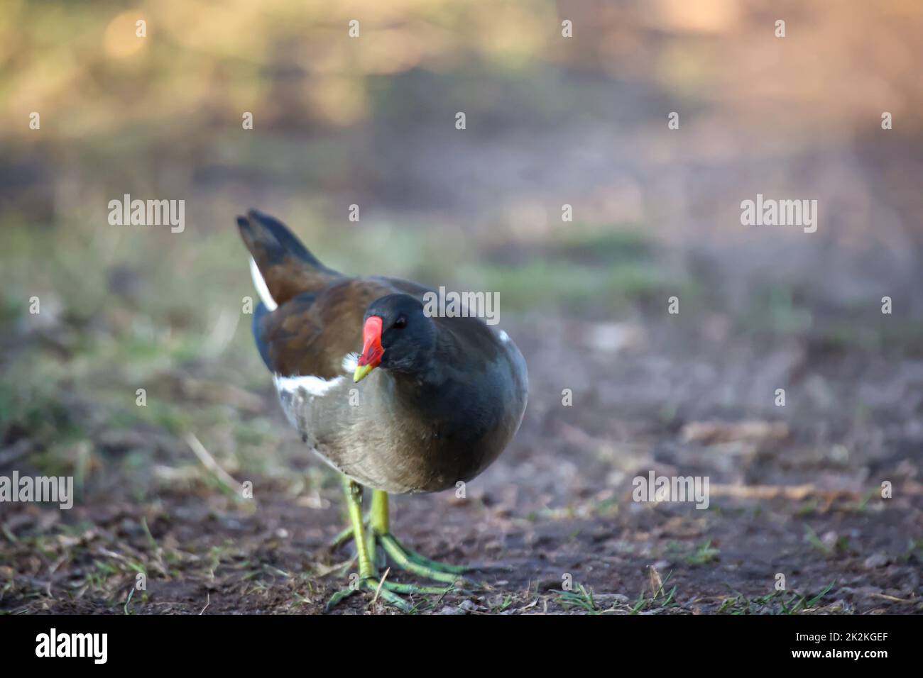 A pond rail, pond hen on the edge of a pond Stock Photo - Alamy