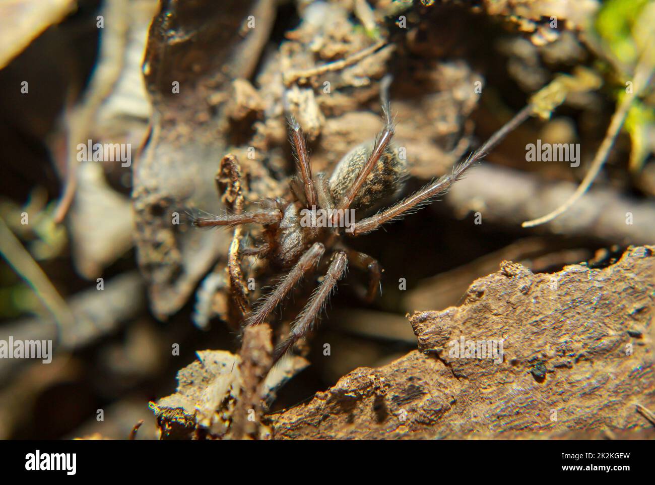A close-up of a large angle spider. It belongs to the funnel-web ...