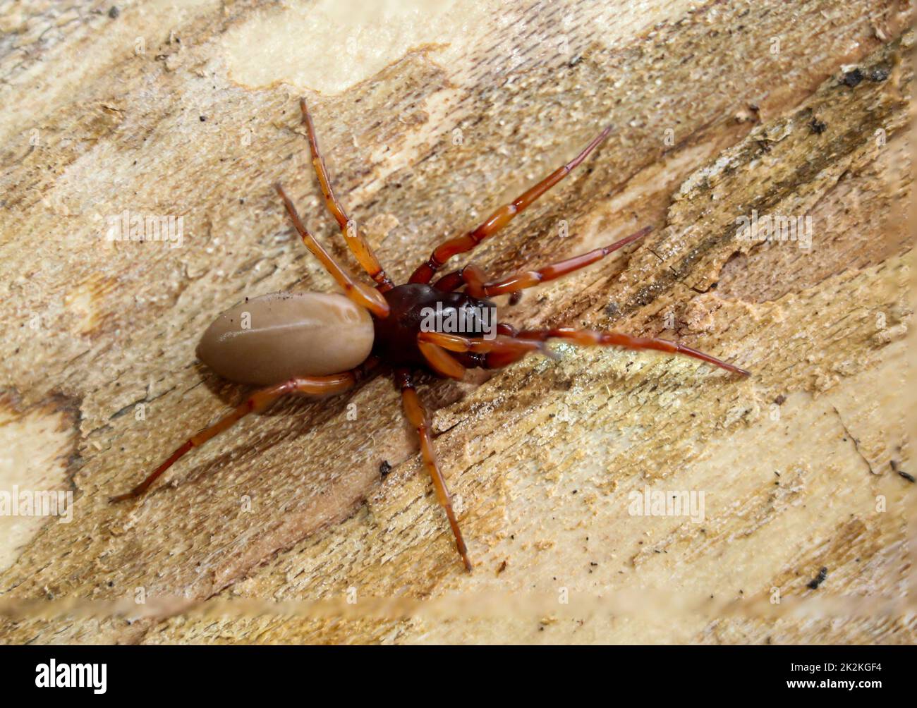 Close-up of a six-eyed spider. It is a family of the true web spiders ...
