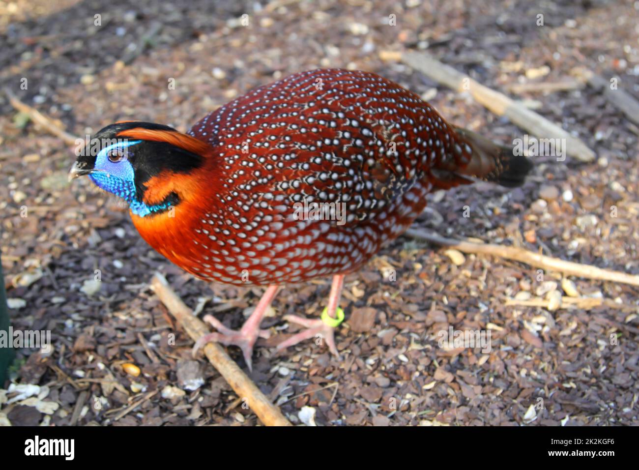 A portrait of a pheasant-like bird, exotic chicken Stock Photo - Alamy