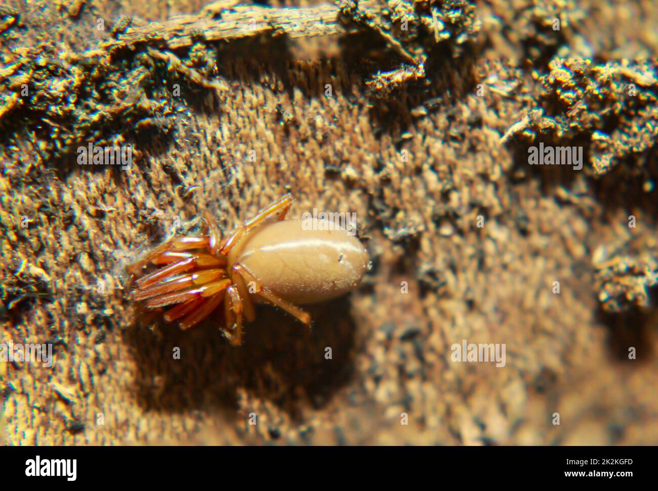 Close-up of a six-eyed spider. It is a family of the true web spiders ...