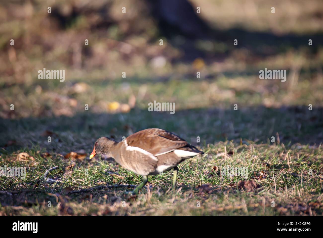 A pond rail, pond hen on the edge of a pond Stock Photo - Alamy