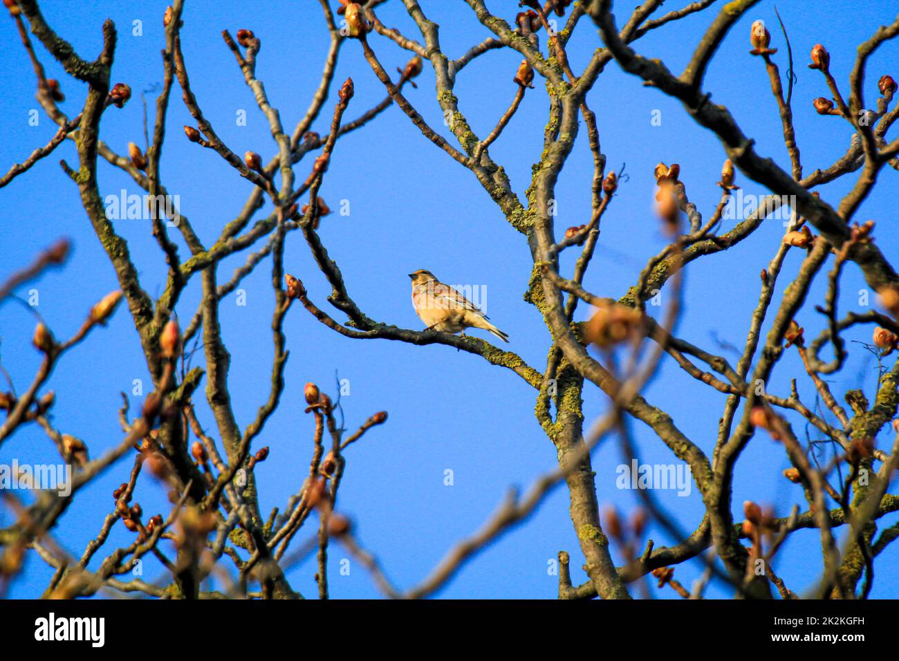 Linnet nature hi-res stock photography and images - Alamy