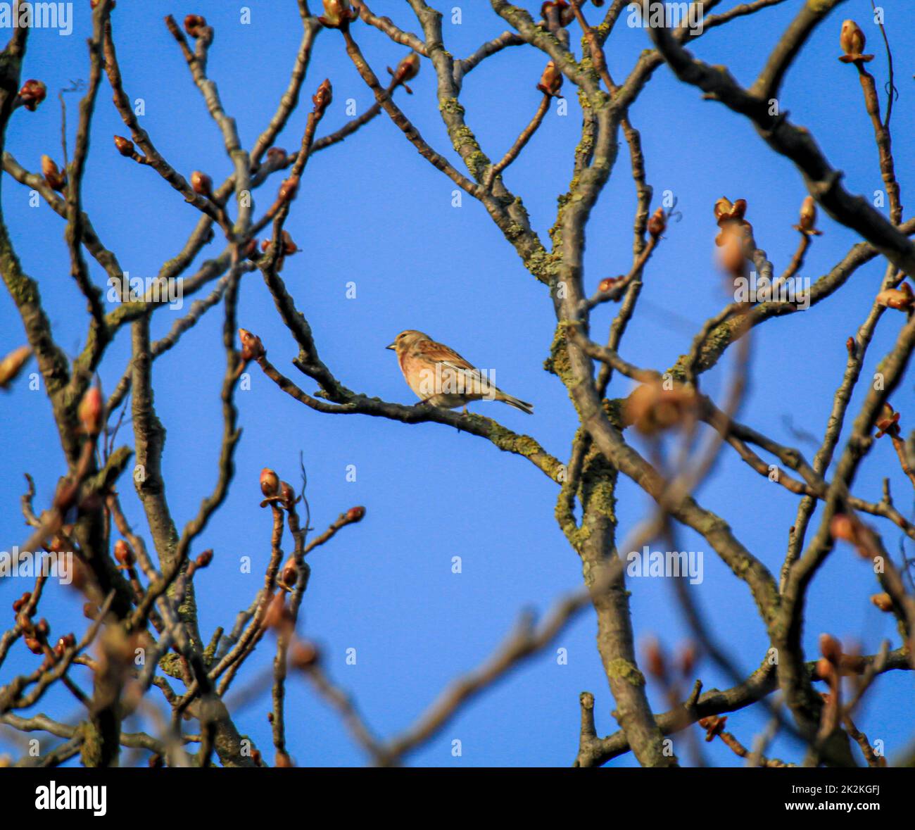 Linnet fauna hi-res stock photography and images - Alamy