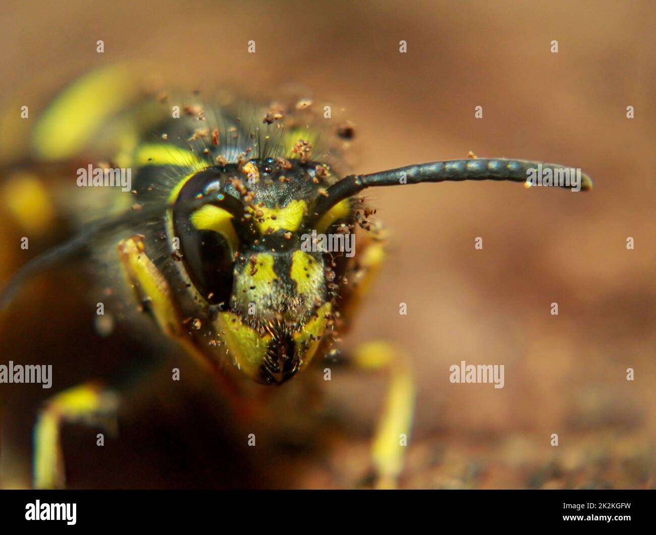 An extreme close-up of a wasp. A wasp, Hymenoptera Stock Photo - Alamy