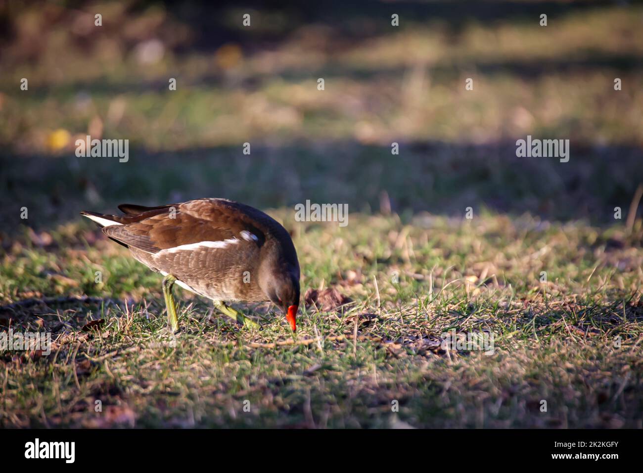 A pond rail, pond hen on the edge of a pond Stock Photo - Alamy