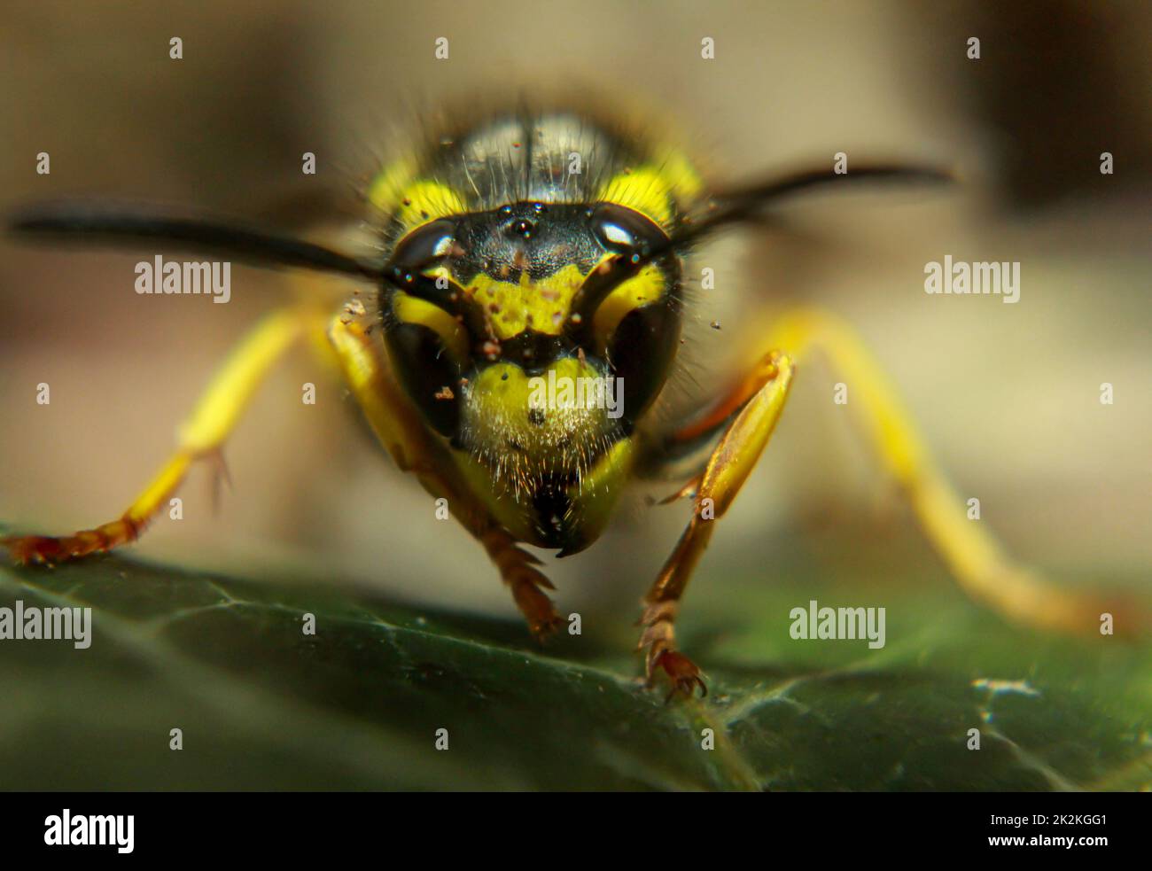 An extreme close-up of a wasp. A wasp, Hymenoptera Stock Photo - Alamy