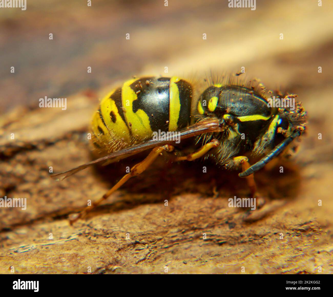 An extreme close-up of a wasp. A wasp, Hymenoptera Stock Photo - Alamy