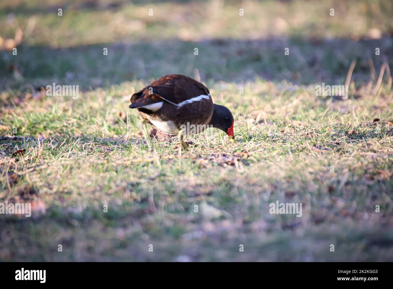 A pond rail, pond hen on the edge of a pond Stock Photo - Alamy