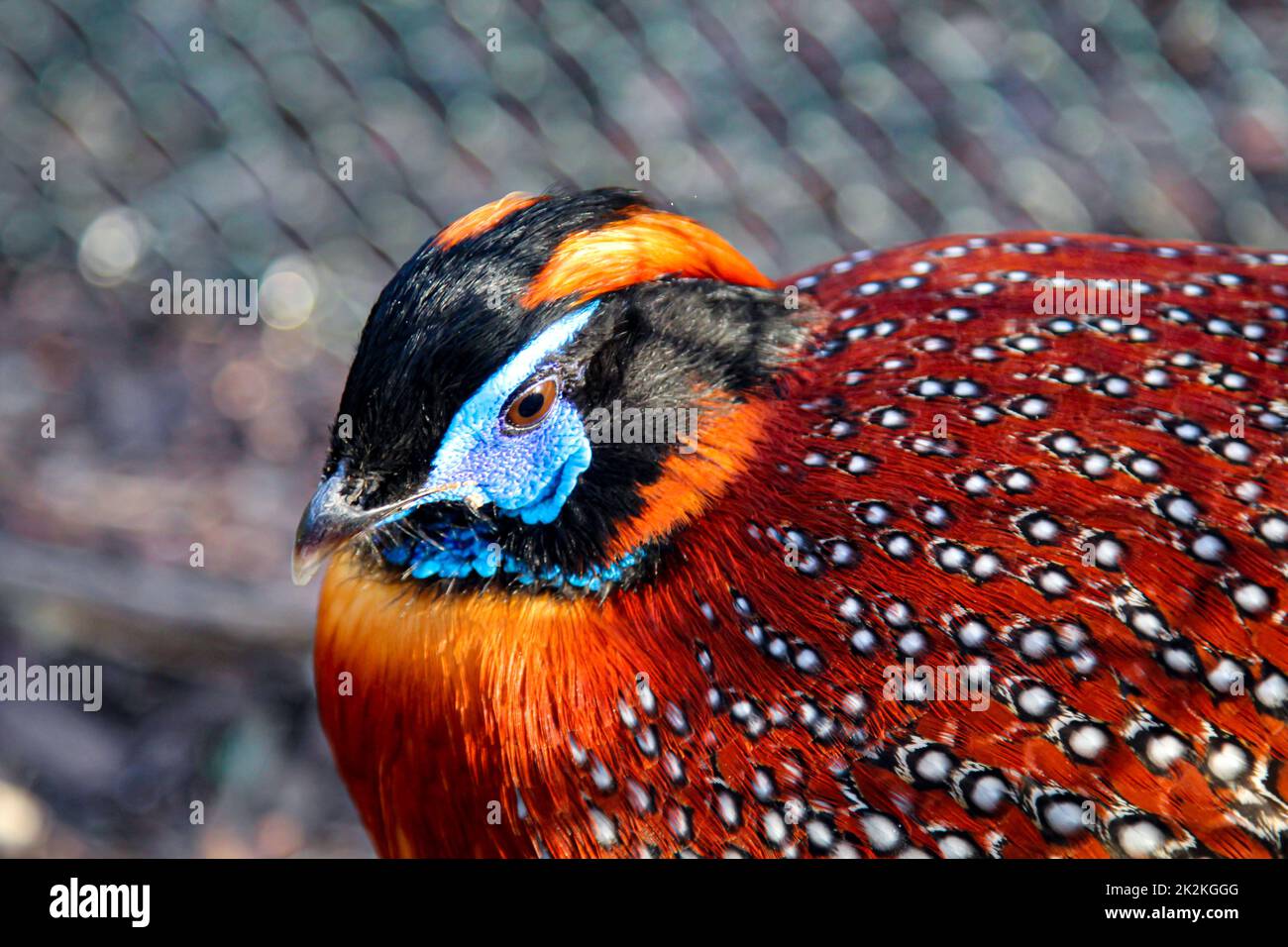 Chicken rooster courtship display hi-res stock photography and images ...