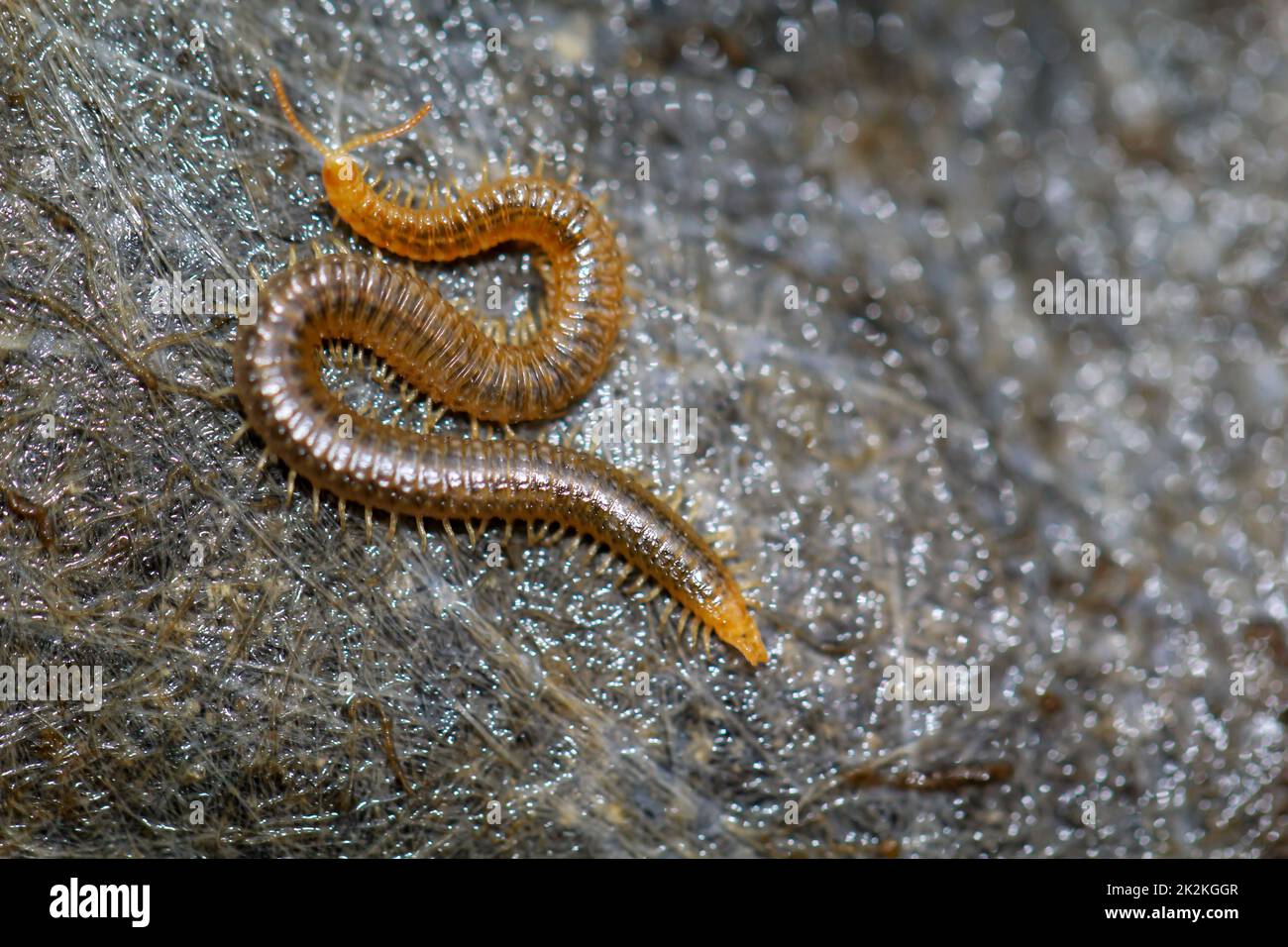 A close-up of a ground centipede, Geophilus carpophagus Stock Photo - Alamy