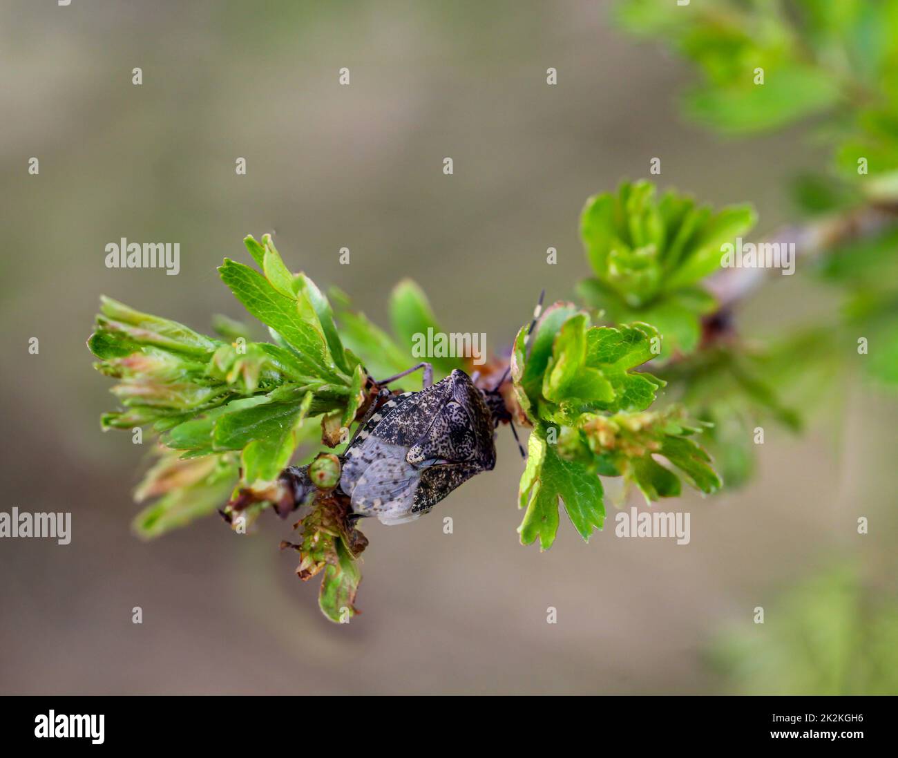 Close up of a gray garden bug, Rhaphigaster nebulosa on a plant Stock ...