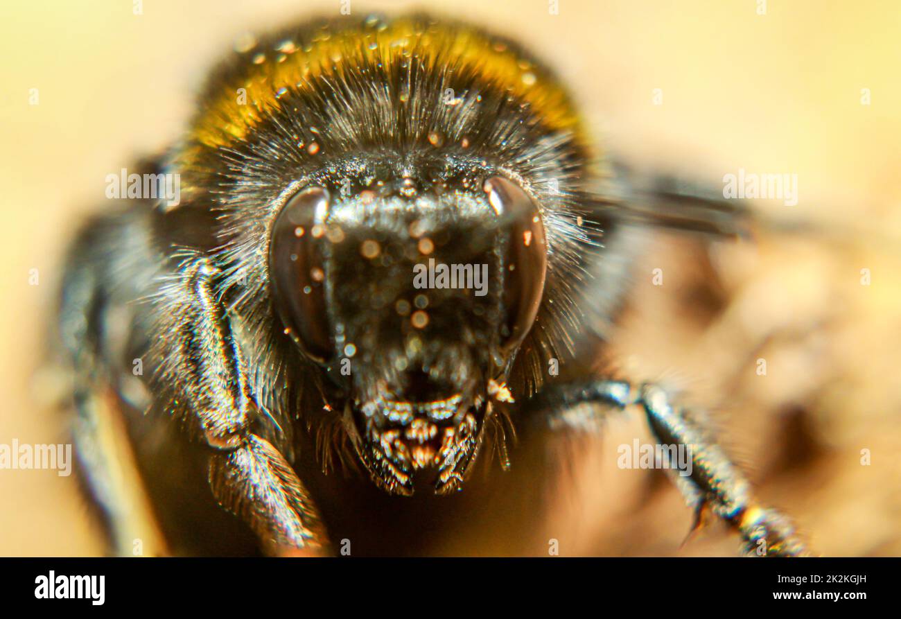 Bumblebee nest hi-res stock photography and images - Alamy