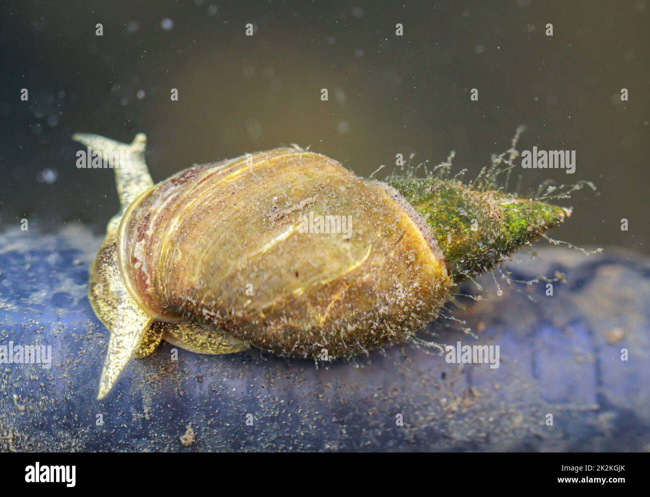 Pointed mud snails - Lymnaea stagnalis in the pond a must Stock Photo ...
