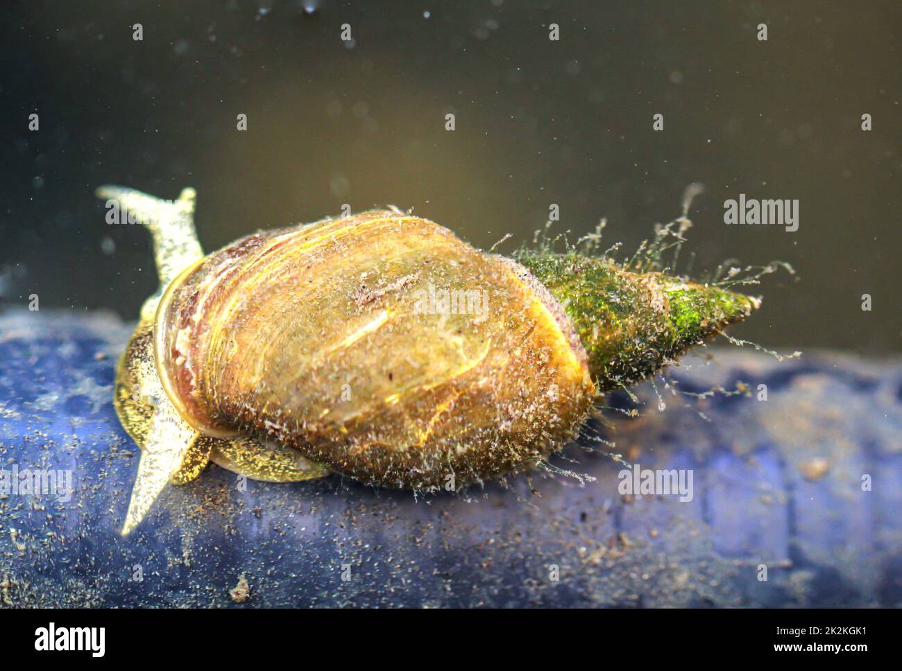 Pond snails hi-res stock photography and images - Alamy