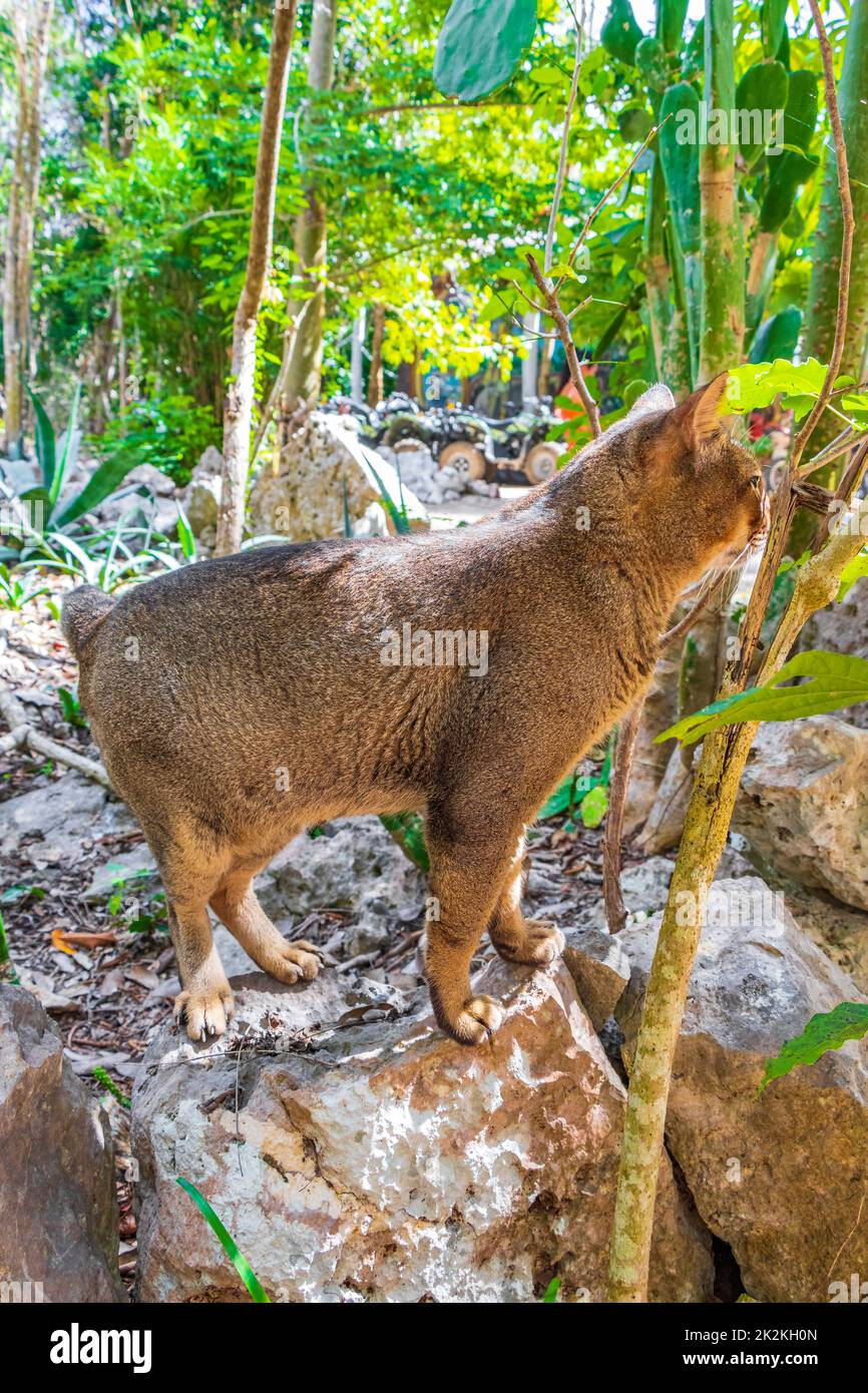 Beautiful cute cat with green eyes in tropical jungle Mexico Stock ...
