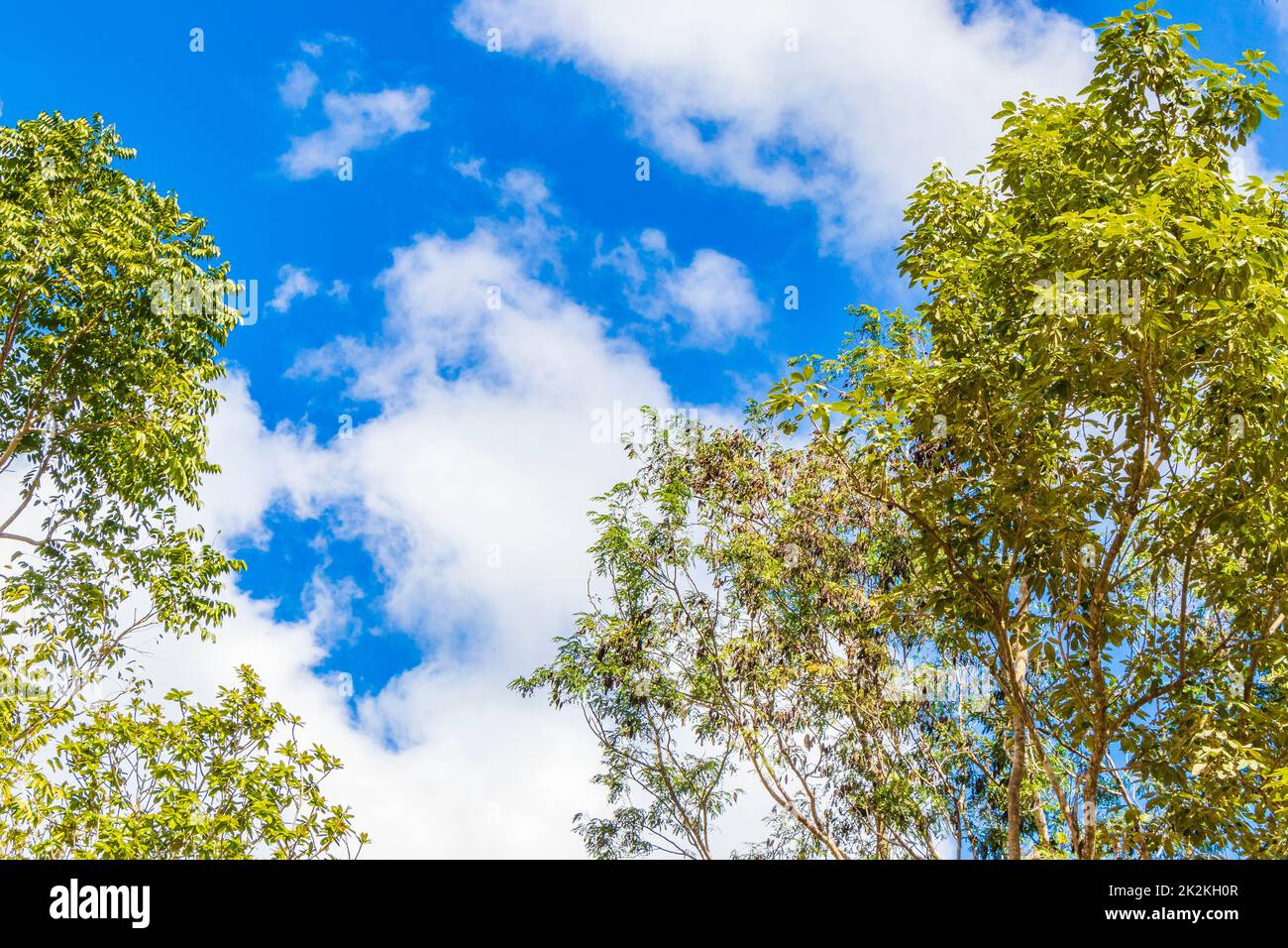 Tropical plants at natural jungle forest Puerto Aventuras Mexico Stock ...