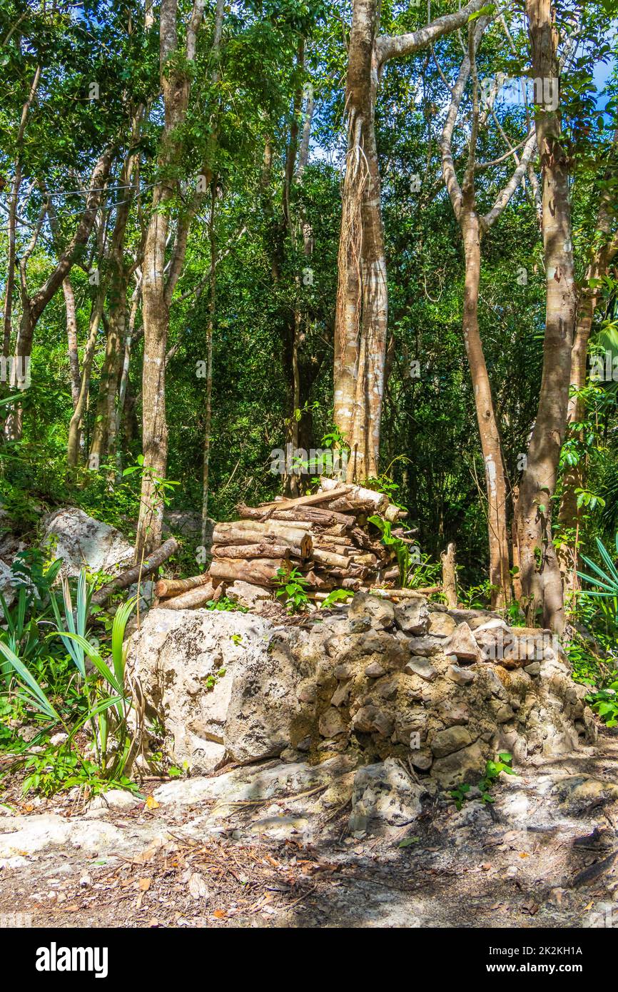 Walking in tropic forest in mexico hi-res stock photography and images ...