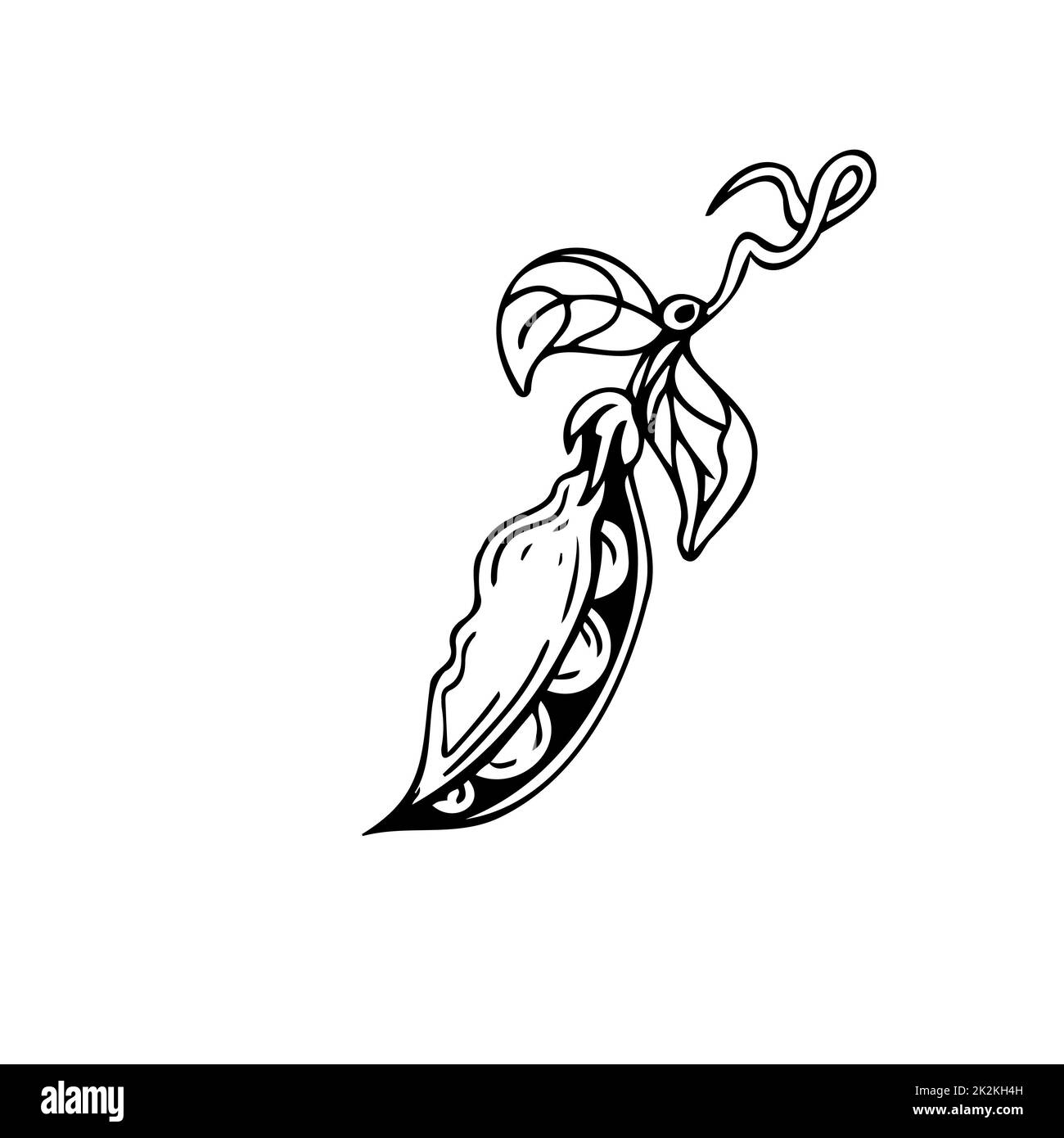 Pea pod thin black lines on a white background - Vector Stock Photo - Alamy