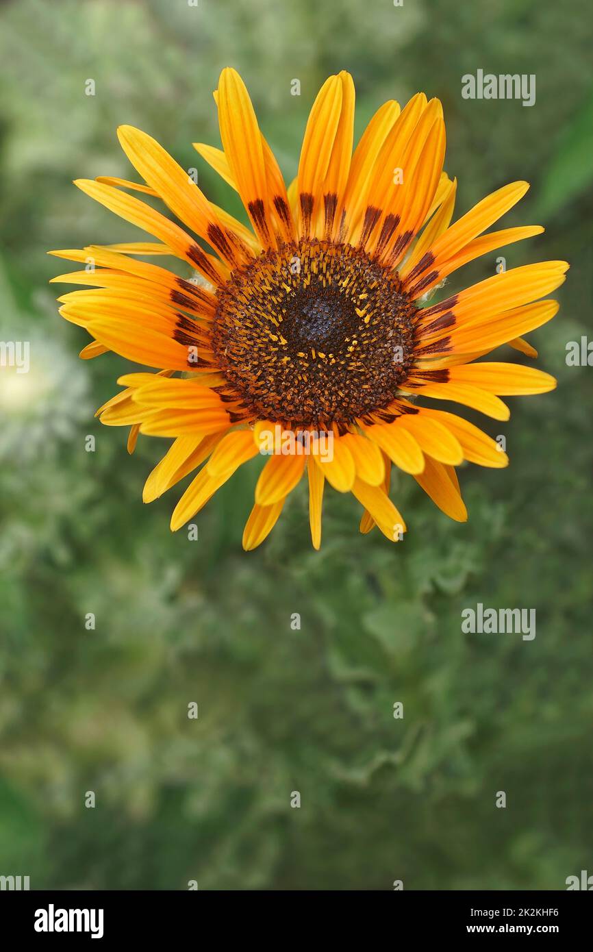 Fastuosa hi-res stock photography and images - Alamy