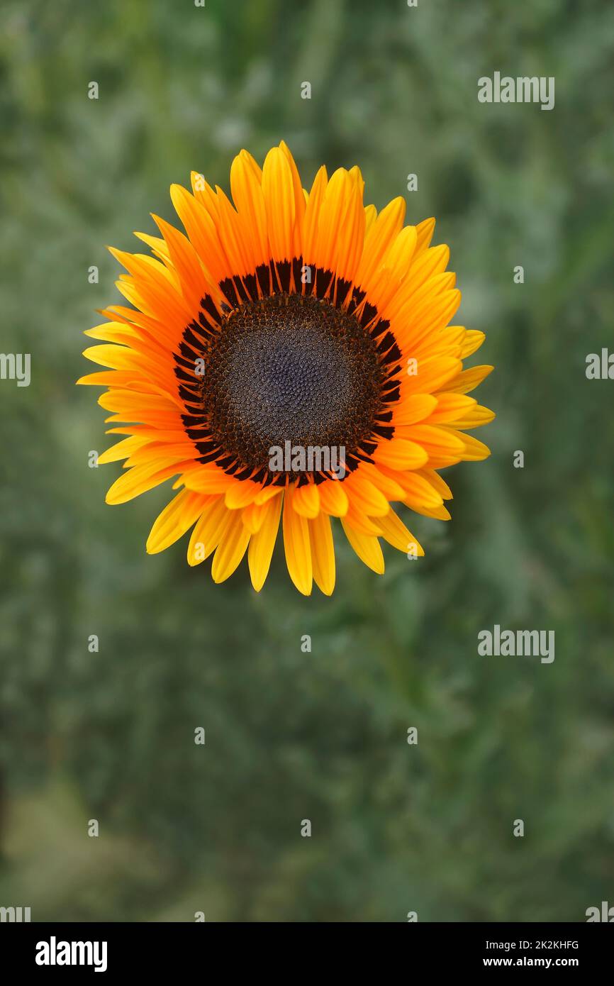 Fastuosa hi-res stock photography and images - Alamy