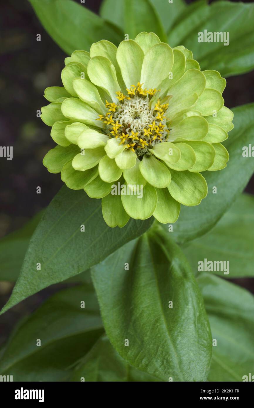 Close-up image of Envy common zinnia flower Stock Photo - Alamy