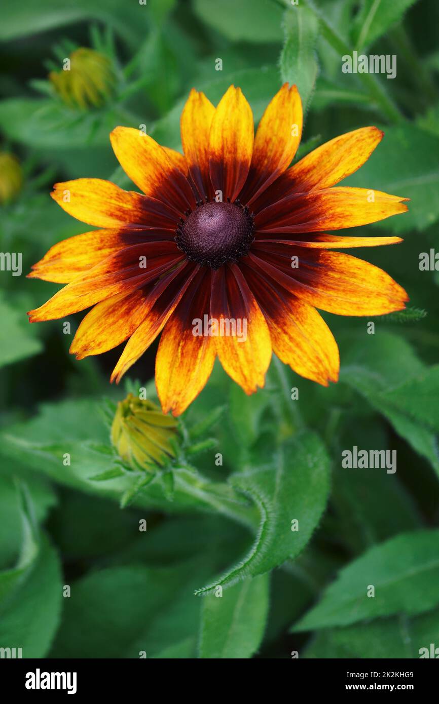 Brown betty flower hi-res stock photography and images - Alamy