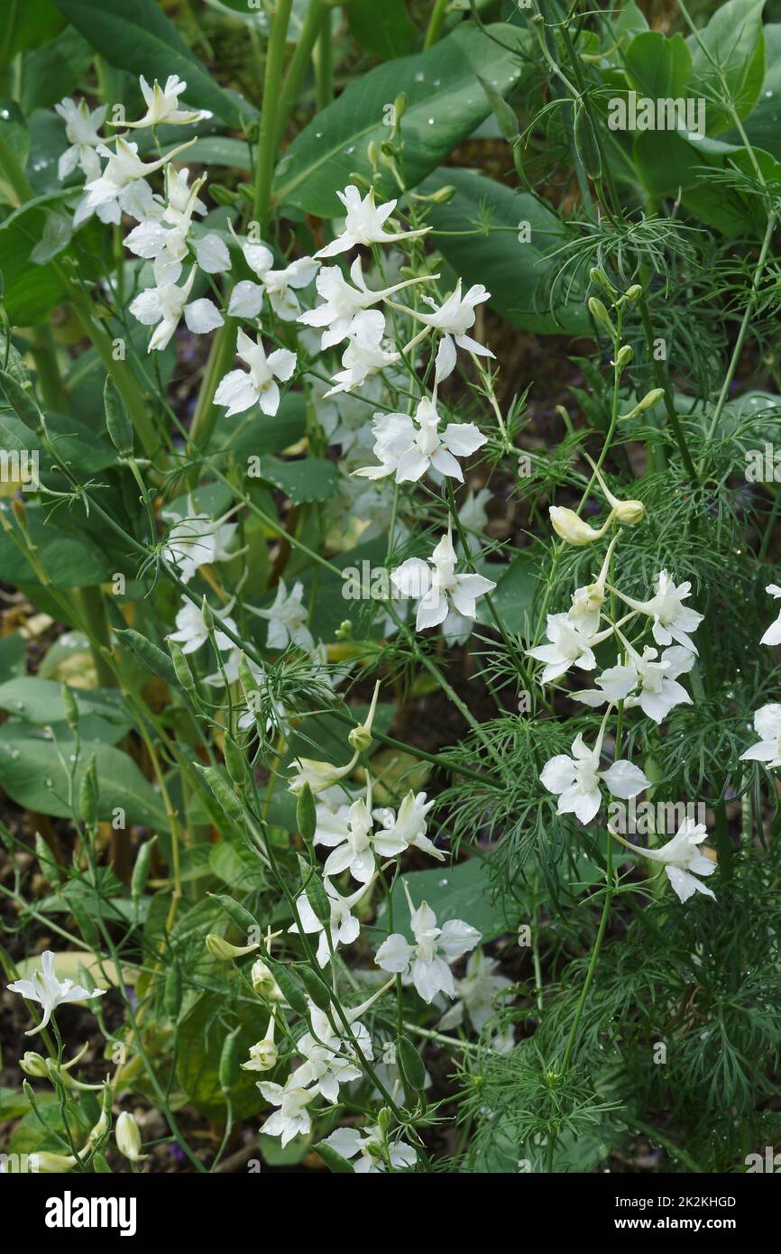 Close-up image of Doubtful knight's spur (flowers Stock Photo - Alamy