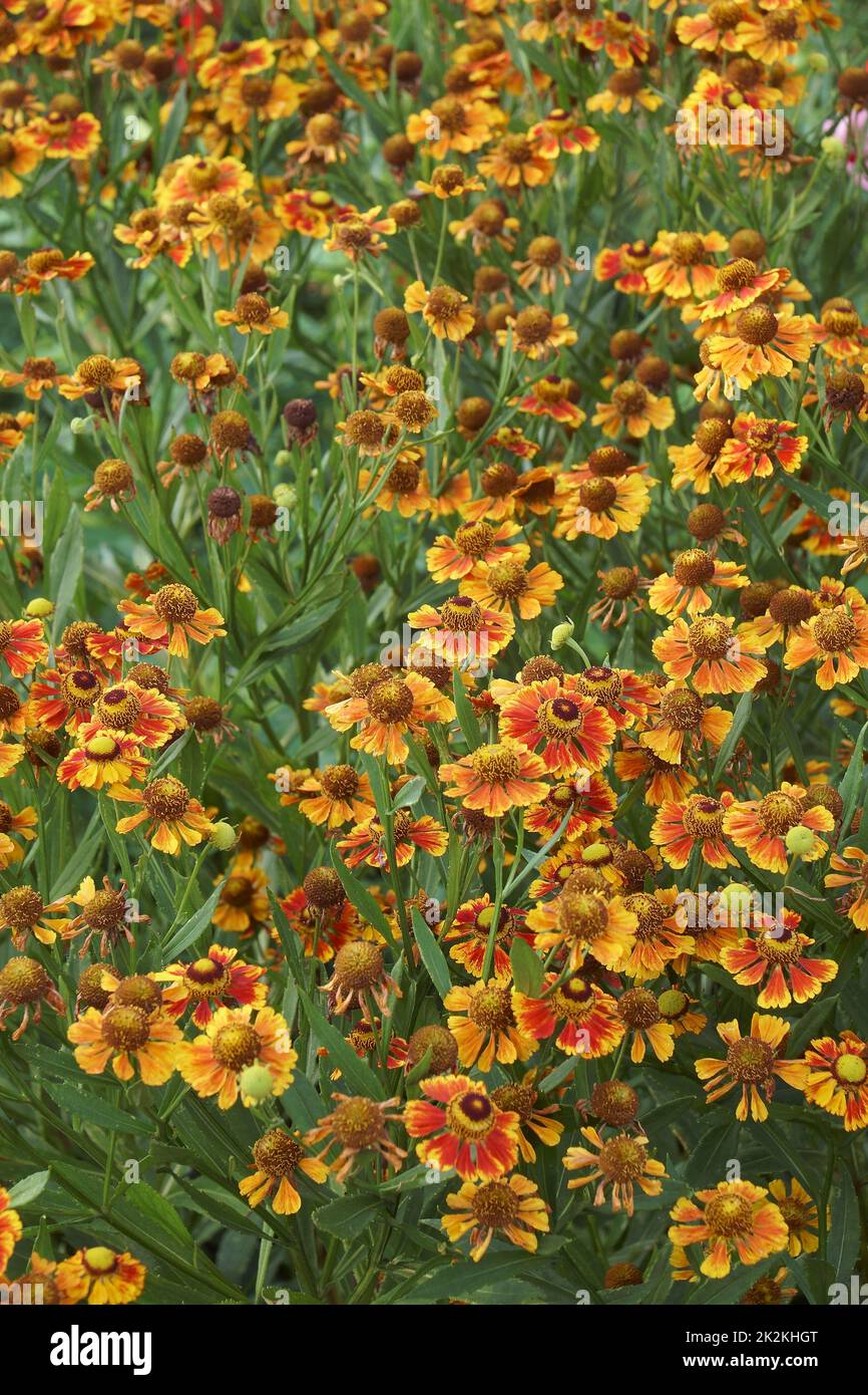 Helenium autumnale common sneezeweed hi-res stock photography and ...