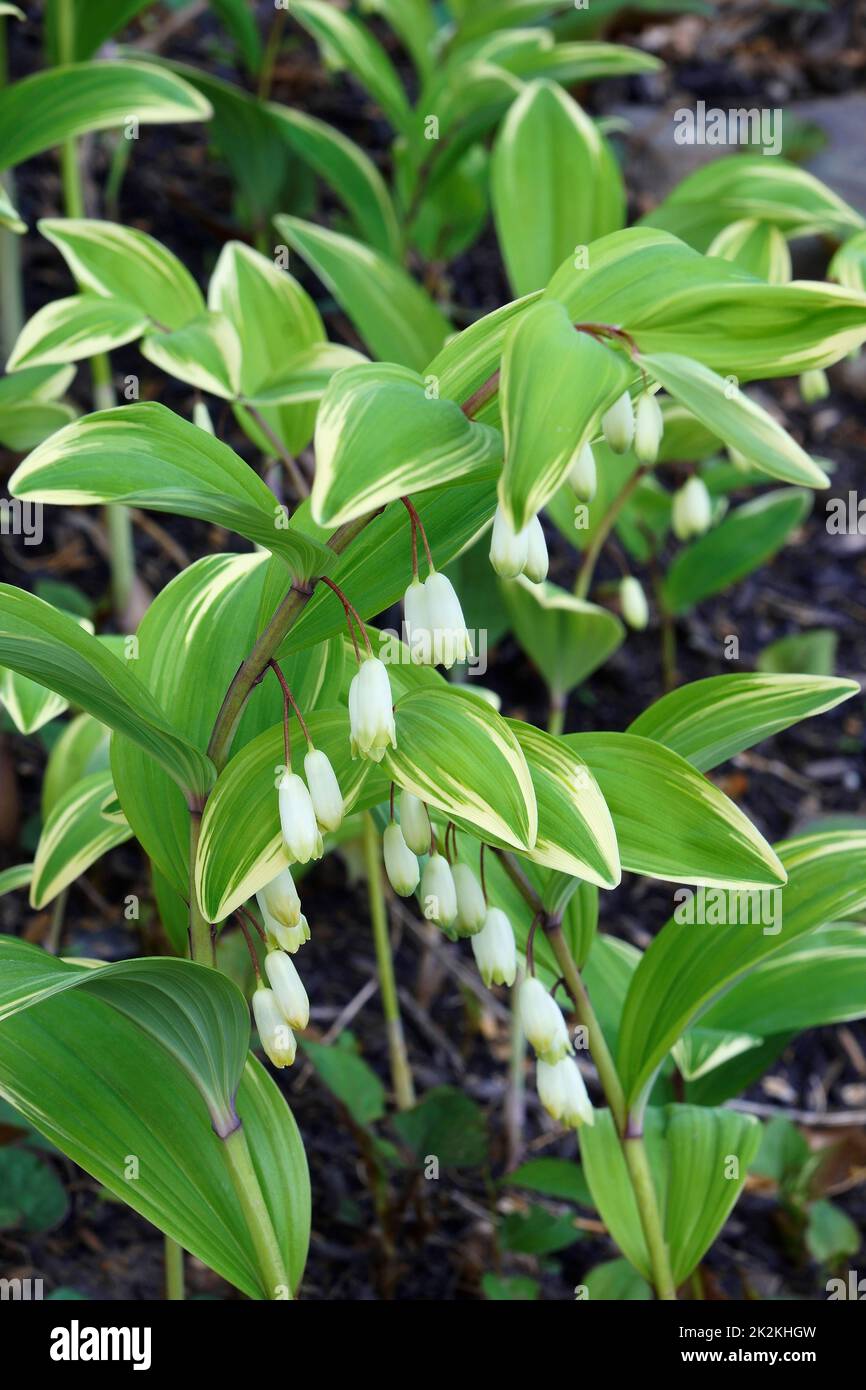 Close-up image of Angular Solomon's seal plants in blossom Stock Photo ...