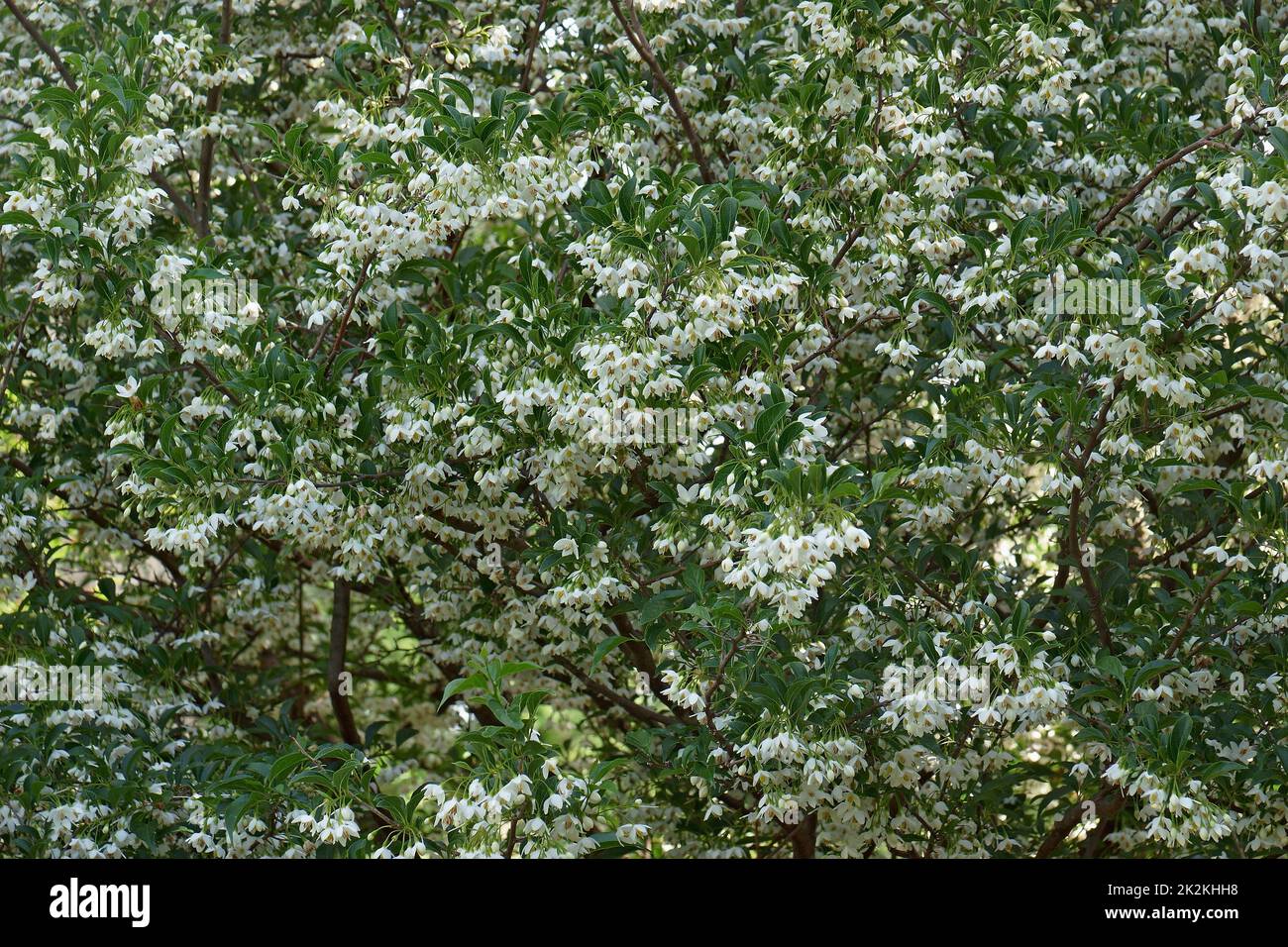 The japanese snowbell blossom hi-res stock photography and images - Alamy