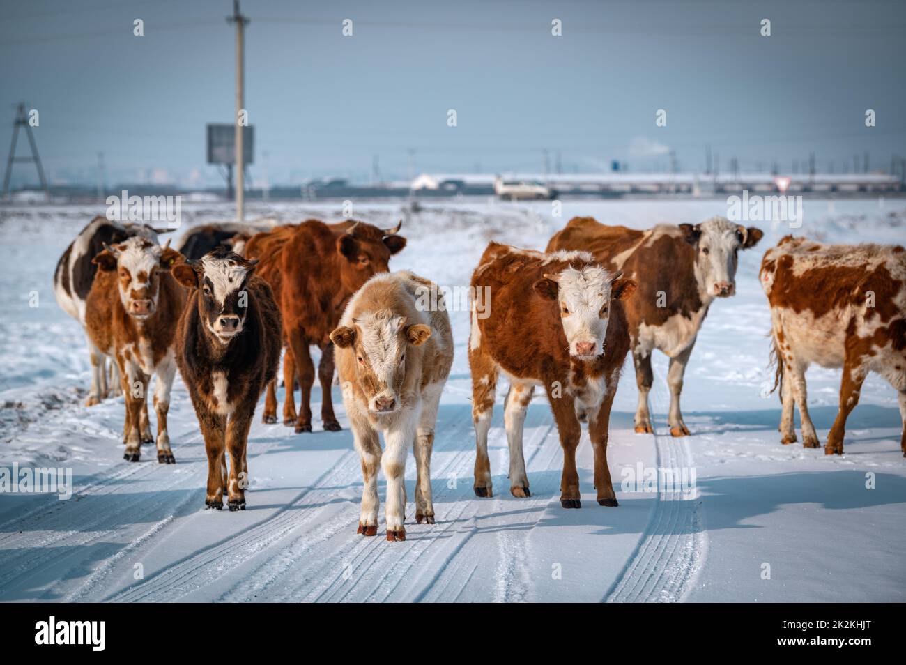 cows in russian steppe by winter Stock Photo - Alamy