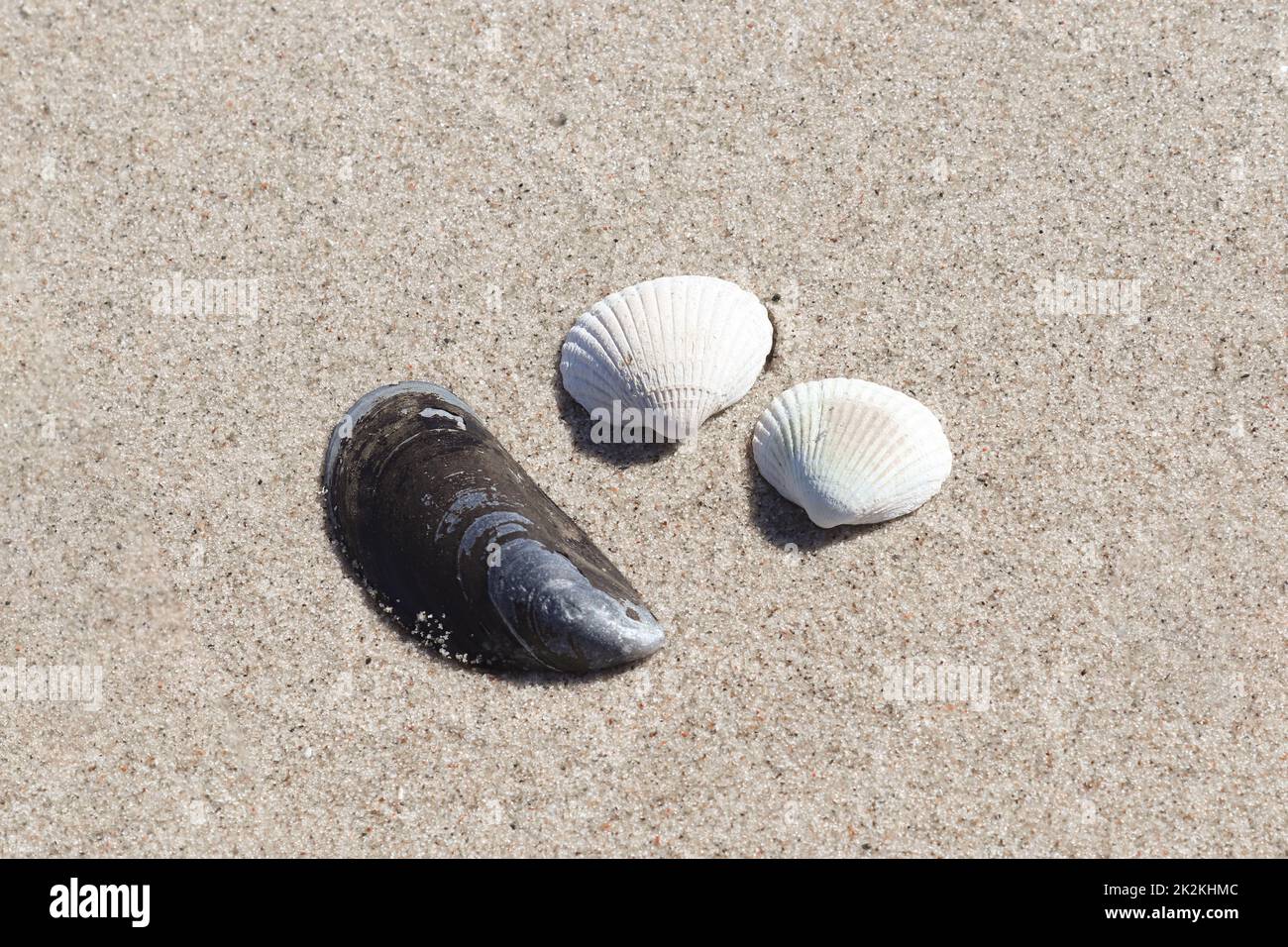 Beach with shells background hi-res stock photography and images - Alamy