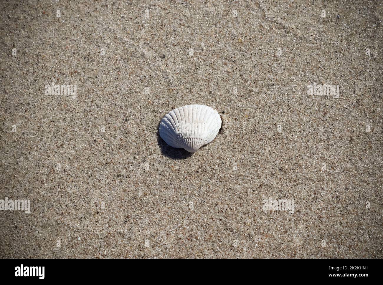 Sand and shells background hi-res stock photography and images - Alamy
