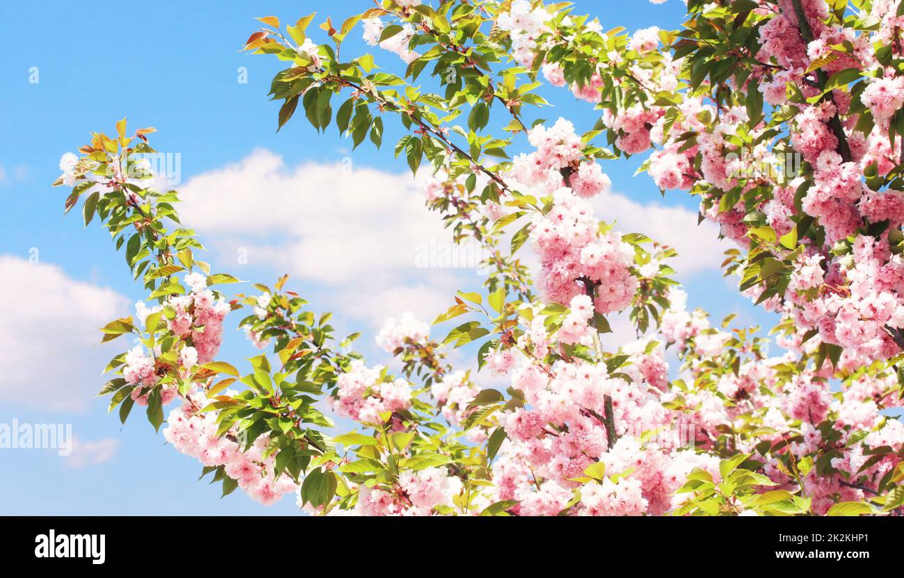 Beautiful branch of blossoming tree in spring Stock Photo - Alamy