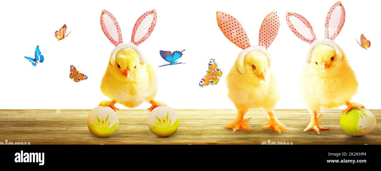 Little cute newborn baby chick for Easter celebration Stock Photo - Alamy