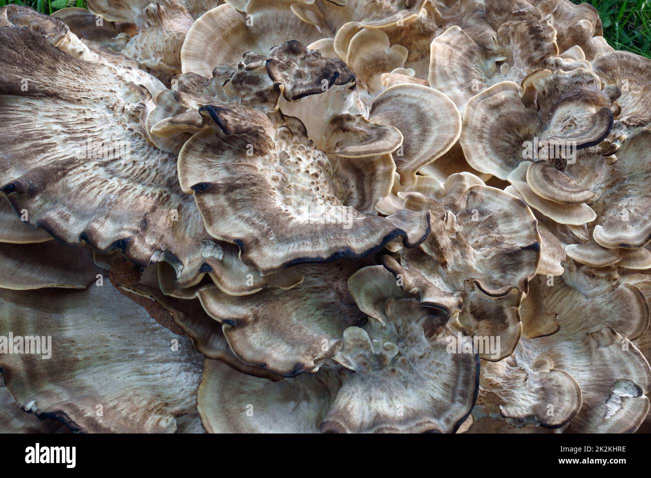 Black staining polypore hi-res stock photography and images - Alamy