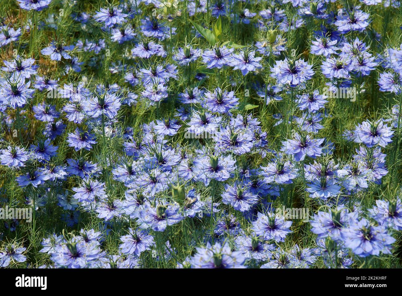 Image of multiple Love-in-a-mist flowers Stock Photo - Alamy