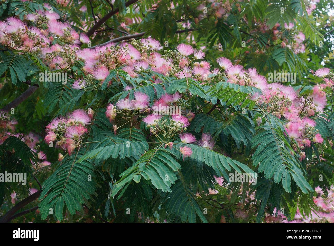 Silktree in blossom Stock Photo - Alamy