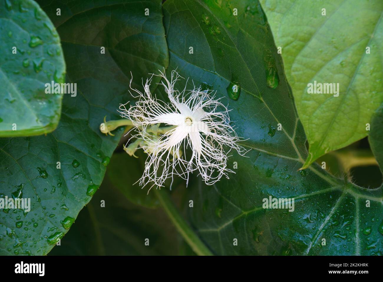 Snake flower hi-res stock photography and images - Alamy