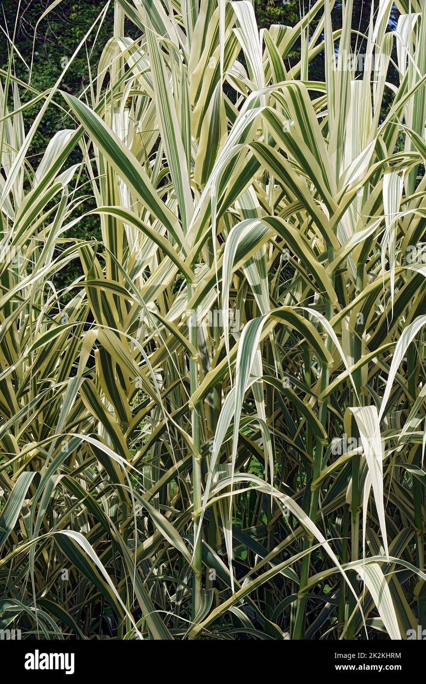 Image of multiple Striped giant reed plants Stock Photo - Alamy