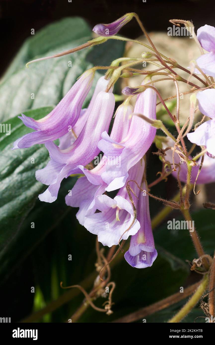 Chirita hi-res stock photography and images - Alamy